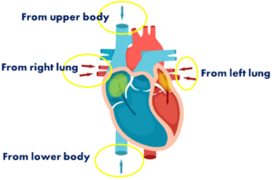 052 The Cardiac Cycle | Interactive Biology, with Leslie Samuel