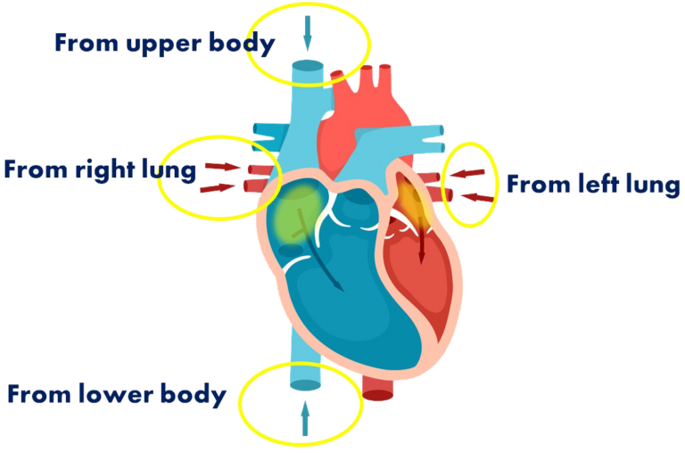 052 The Cardiac Cycle | Interactive Biology, with Leslie Samuel
