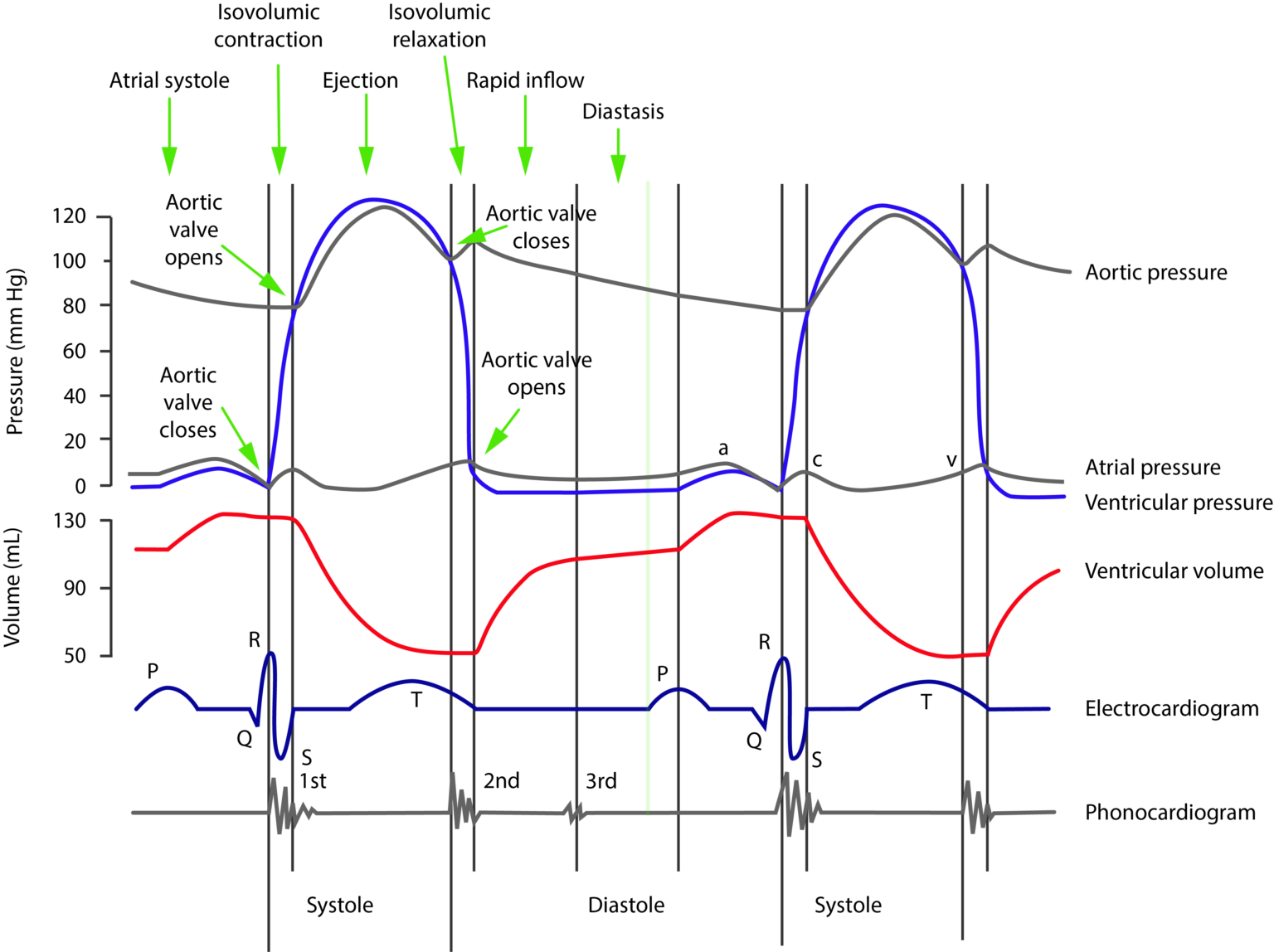 052 The Cardiac Cycle | Interactive Biology, with Leslie Samuel